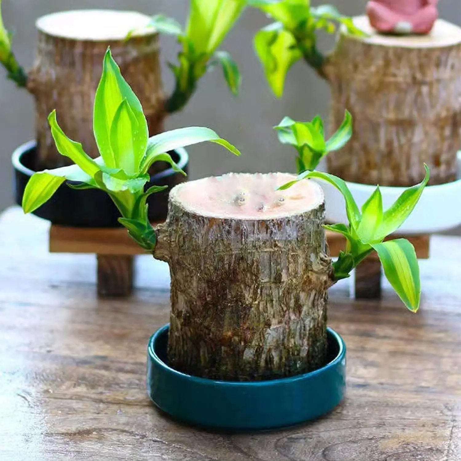 Brazilian Wood Plant - dwellingdecorium.com